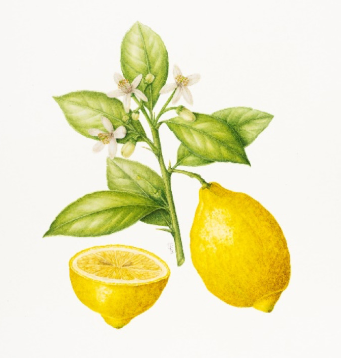 Lemon print - Leigh Ann Gale Botanical Art & Tuition